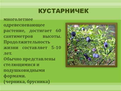 Мир растений презентация онлайн