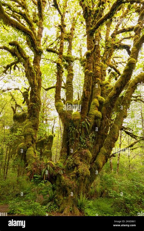 Wa22242 00 Washington Big Leaf Maple Tree Serving As A Garden For Various Types Of Moss And