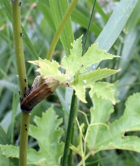 Common Cow Parsnip Wildflowers Of Babe Bass Lake