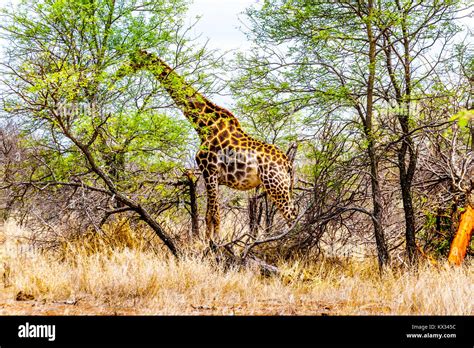 Giraffe Eating The Leafs Of The Few Green Trees In The Drought Stricken Savanna Area Of Central