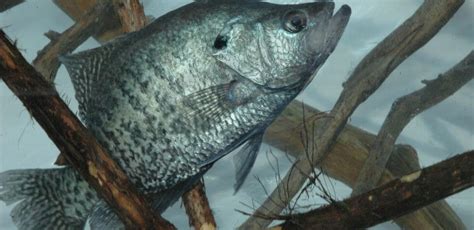 Catching Late Fall And Wintertime Crappie Day 2 Using Jigs To Catch