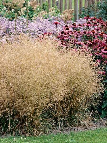 Golden Dew Tufted Hair Grass Ubicaciondepersonascdmxgobmx