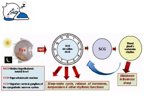 Physiology Of Sleep Pdf
