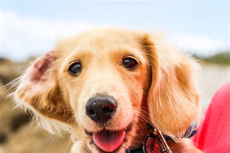Dogs of Australia - For dogs and their people