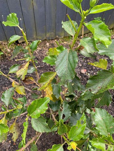 Hibiscus Leaves Turning Yellow Spots At Pedro Guevara Blog