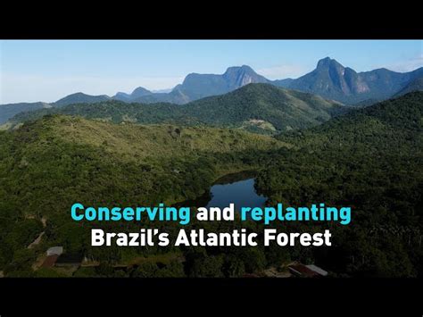 Restoring The Atlantic Forest Of South America In Argentina Brazil And