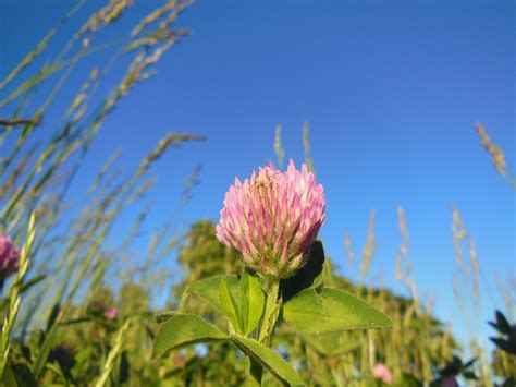 Trifolium Pratense Clover Flower - Free photo on Pixabay - Pixabay