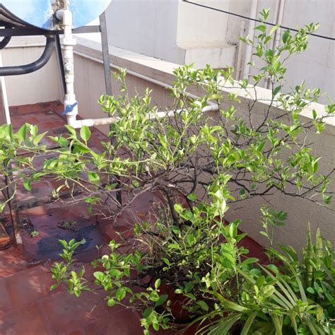 Reshmi Ranjith On Linkedin Worldenvironmentday Terracegarden