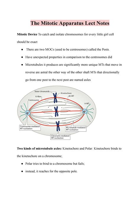 the mitotic apparatus lect notes the mitotic apparatus lect notes