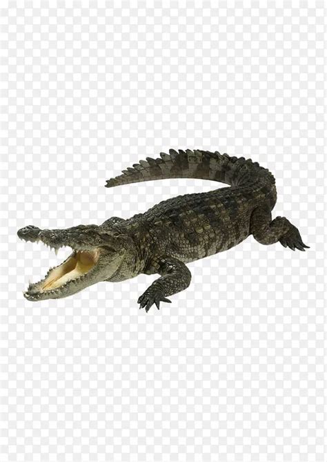 海洋生物水族馆鳄鱼PNG图片素材下载 图片编号ywjjazrj 免抠素材网
