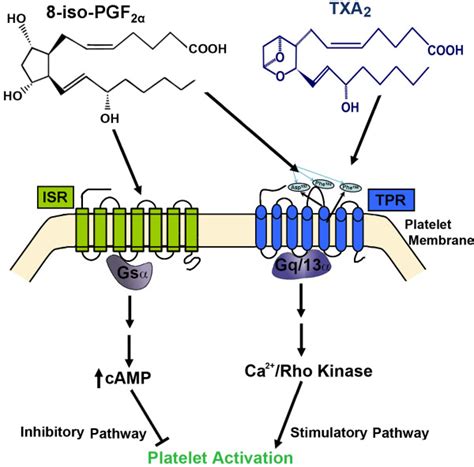 Schematic Representation Of A Model Describing The Inhibitory And
