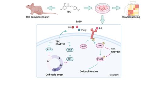 Small Molecule Induced Senescence Associated Secretory Phenotype In