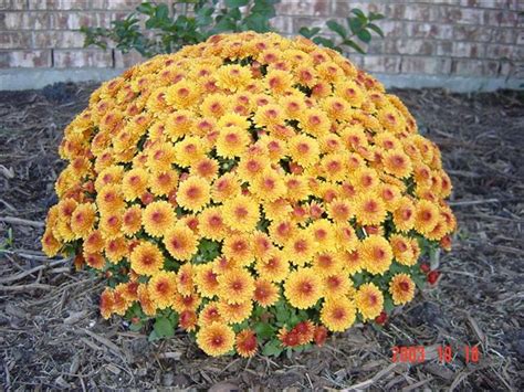 Texas Mums Pics4learning