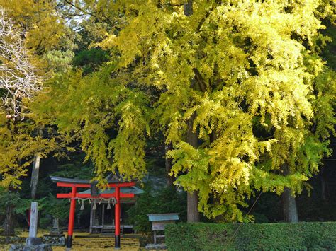 京都の紅葉で北区の穴場を厳選③吟松寺岩戸落葉神社紅葉谷庭園 苺の一枝Ichigo Ichie