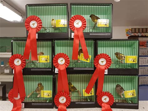 Dansk Gloster Special Klub Facebook