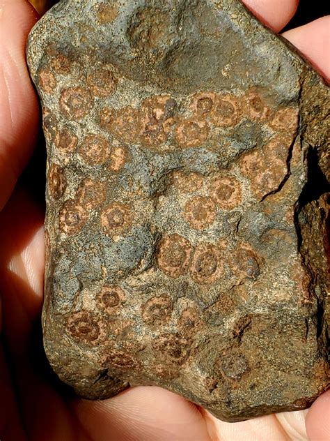 Need Help With Identifying These Fossils R Fossilid