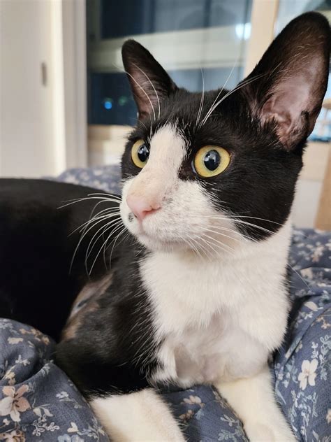 코리안숏헤어 인연 고양이 책임분양♥분양완료 아이조아 유기방지입양 파양 강아지보호소 고양이보호소 무료분양센터