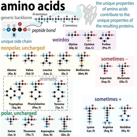 Hierarchy Of Protein Structure Diagram Quizlet