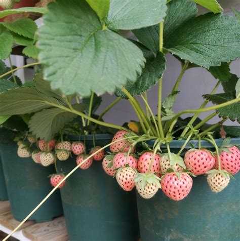 陽台種草莓，注意4個小技巧，瘋狂「走莖」，開花多結果滿盆 每日頭條
