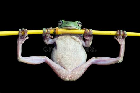 Tree Frog Dumpy Frog Gymnastic On The Branch Stock Image Image Of