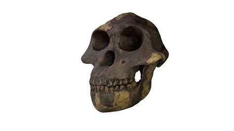 Australopithecus Afarensis Skull Labeled