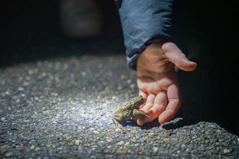 Who Helps The Toad Cross The Road — Stephanie Broekarts