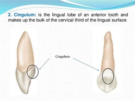 Cingulum Tooth