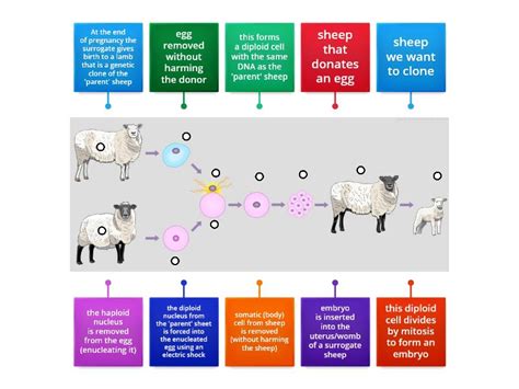 Adult Cell Cloning Labelled Diagram