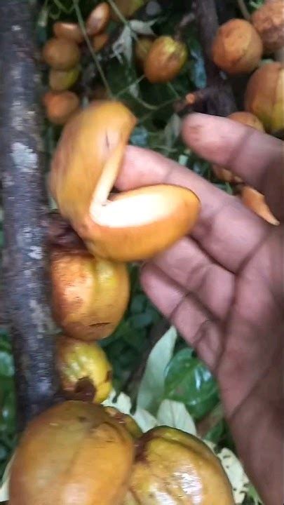 මොනවද මෙි ගෙඩි වර්ගය 🤔🤔🤔 Shorts Youtube