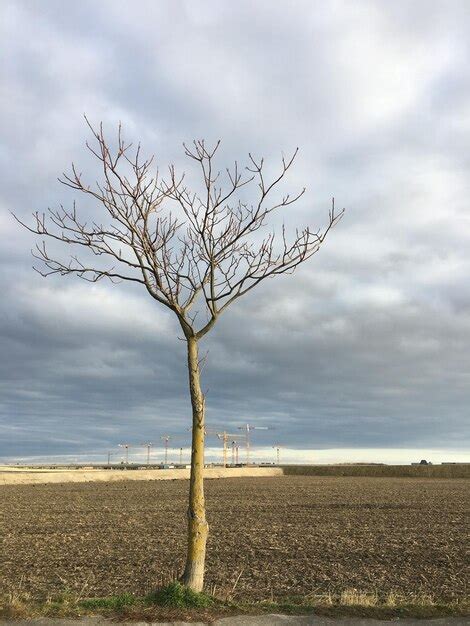 Wilted Tree Images Free Download On Freepik