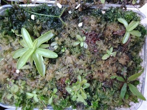 Carnivorous Plants Sundew Drosera Adelae And Pinguicula Primuliflora