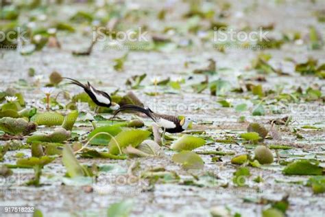 날아다니는 꿩 꼬리는 긴 꼬리를 가진 가장 아름 다운 Waterbird 부동 얕은 호수에서 식물에 도보 가금류에 대한 스톡 사진
