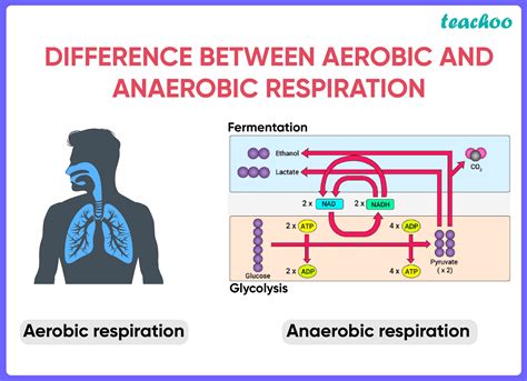 Differences Between Aerobic And Anaerobic Respiration 53 Off