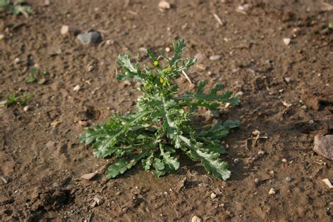 Common Groundsel Senecio Vulgaris Plant And Pest Diagnostics