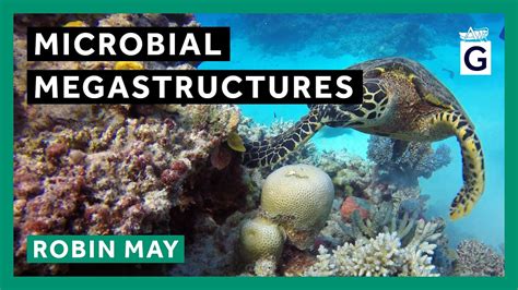 Microbial Megastructures Youtube