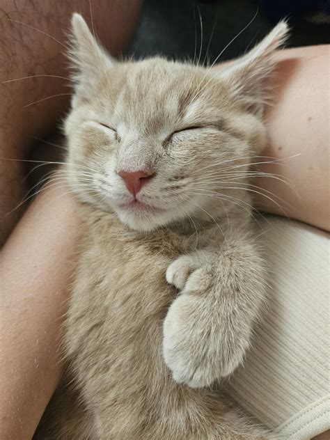 So Sleepy Eepy R Cats