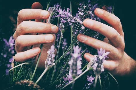 9 Adaptogenic Herbs To Balance Your Hormones Happy Healthy Hippie