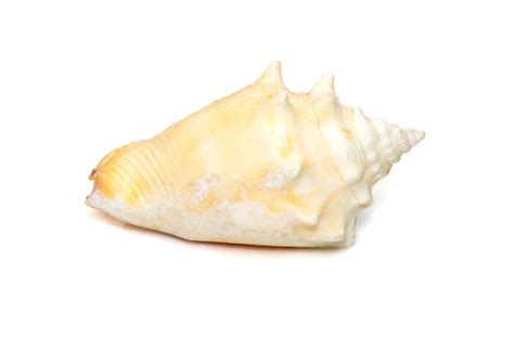 스트롬버스 알라투스 바다 껍질의 이미지 플로리다 싸움 Conch 중간 크기의 온수 바다 달팽이의 종 스트롬 비대 가족의 해양