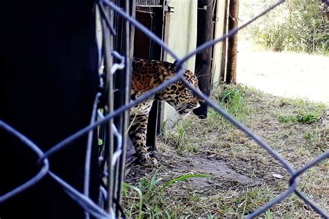 Projeto prepara o retorno de onça pintada à natureza Lugares ECO