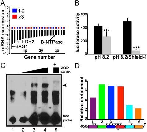 Apiap2 Transcription Factor Restricts Development Of The Toxoplasma Tissue Cyst Pnas