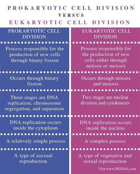 What Are 2 Differences Between Prokaryotic Cells And Eukaryotic Cells