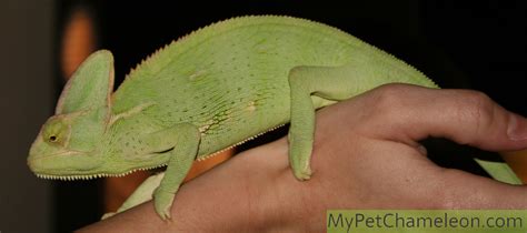 Full Grown Chameleon