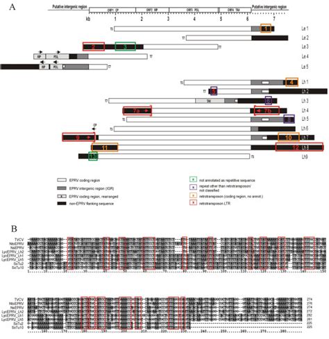A Analysis Of Cloned Lyceprv Sequences And Flanking Sequences