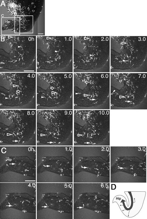 Time Lapse Imaging Of The Caudally Migrating Cells Derived From The Download Scientific Diagram