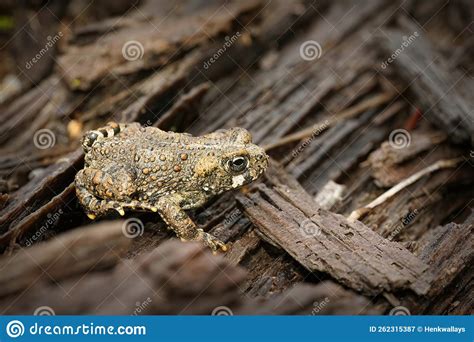 Close Up Of A Juvenile Western Toad Bufo Boreas On Redwood In North