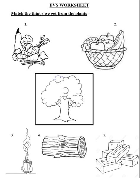 Evs Worksheet In 2022 Nursery Worksheets