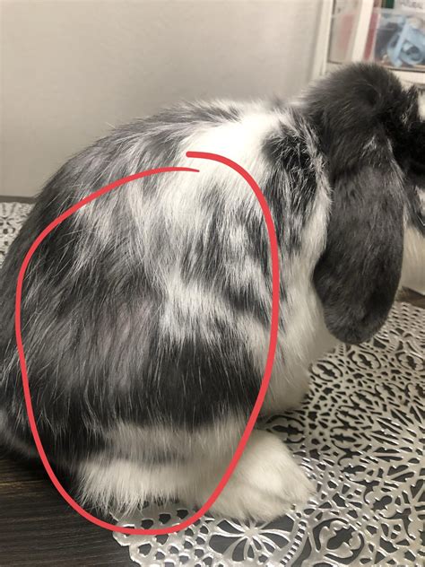 Dwarf Bunny Bald Patch At Jett Embling Blog