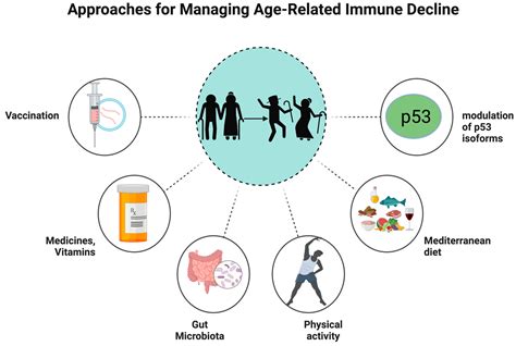 Immunosenescence Aging And Immune System Decline