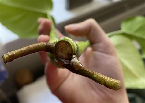 Is My Cutting Developing Root Rot Rmonstera