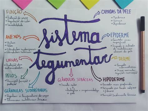 Mapa Mental Do Sistema Tegumentar Anatomia Humana I